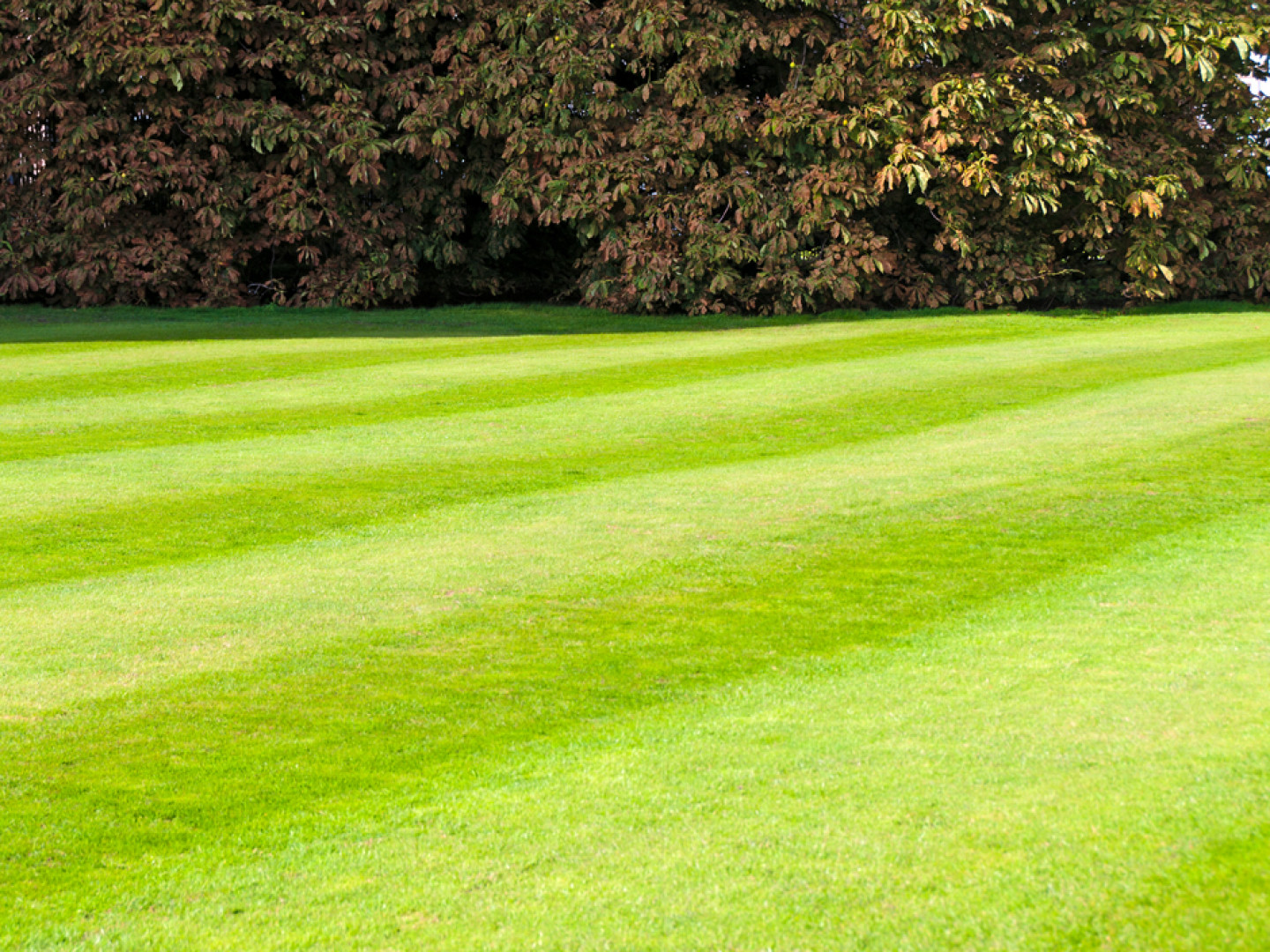Landscape Design | Ives Landscaping and Lawn Care